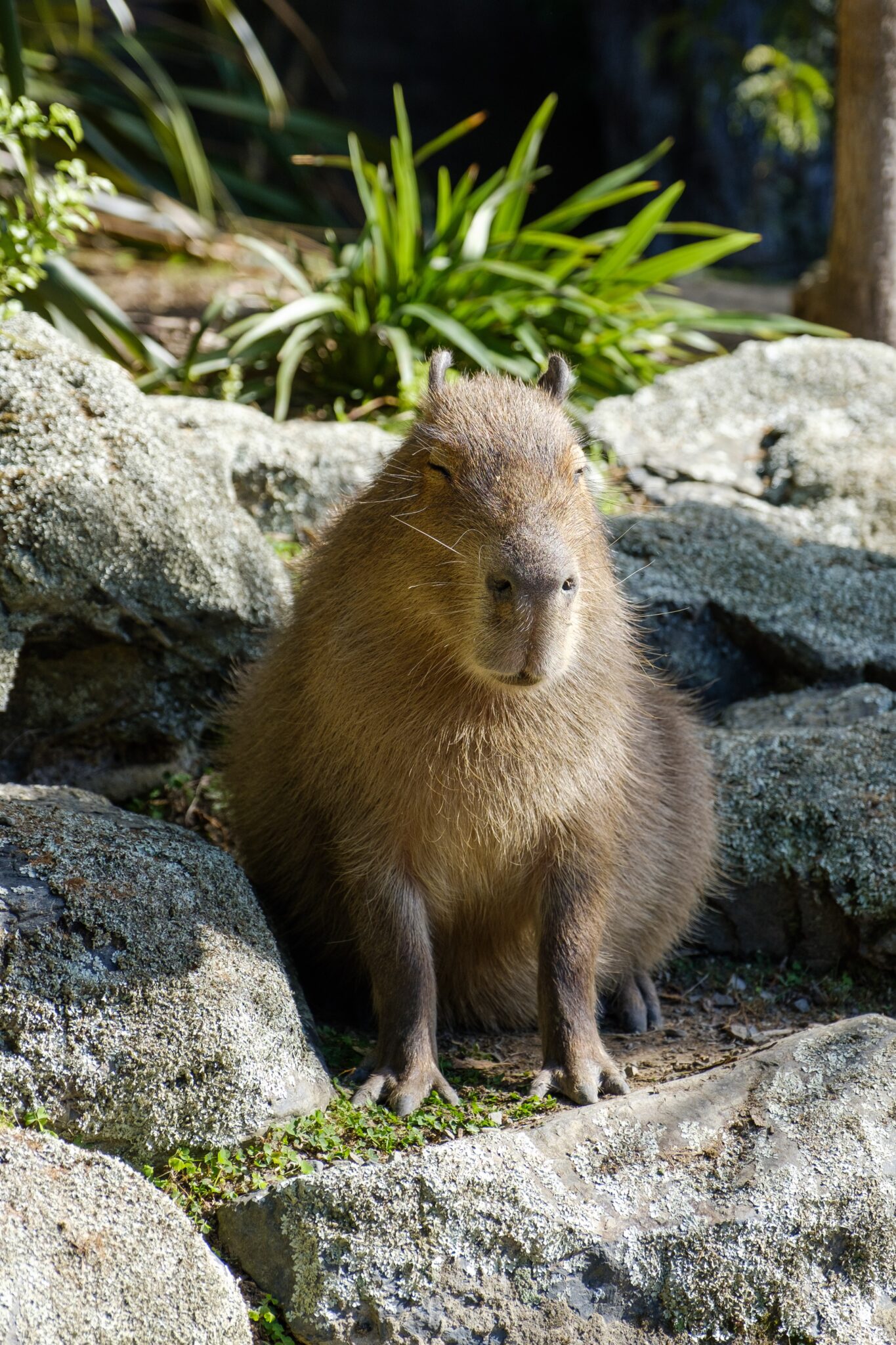 Capybara - A Must Read Comprehensive Guide