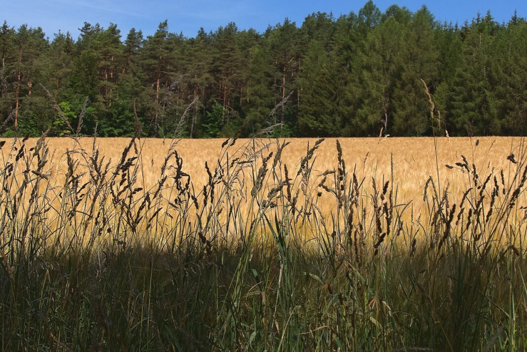 Fireliker - A Comprehensive Guide